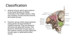 ANATOMY AND DEVELOPMENT OF PARANASAL SINUSES 2.pptx