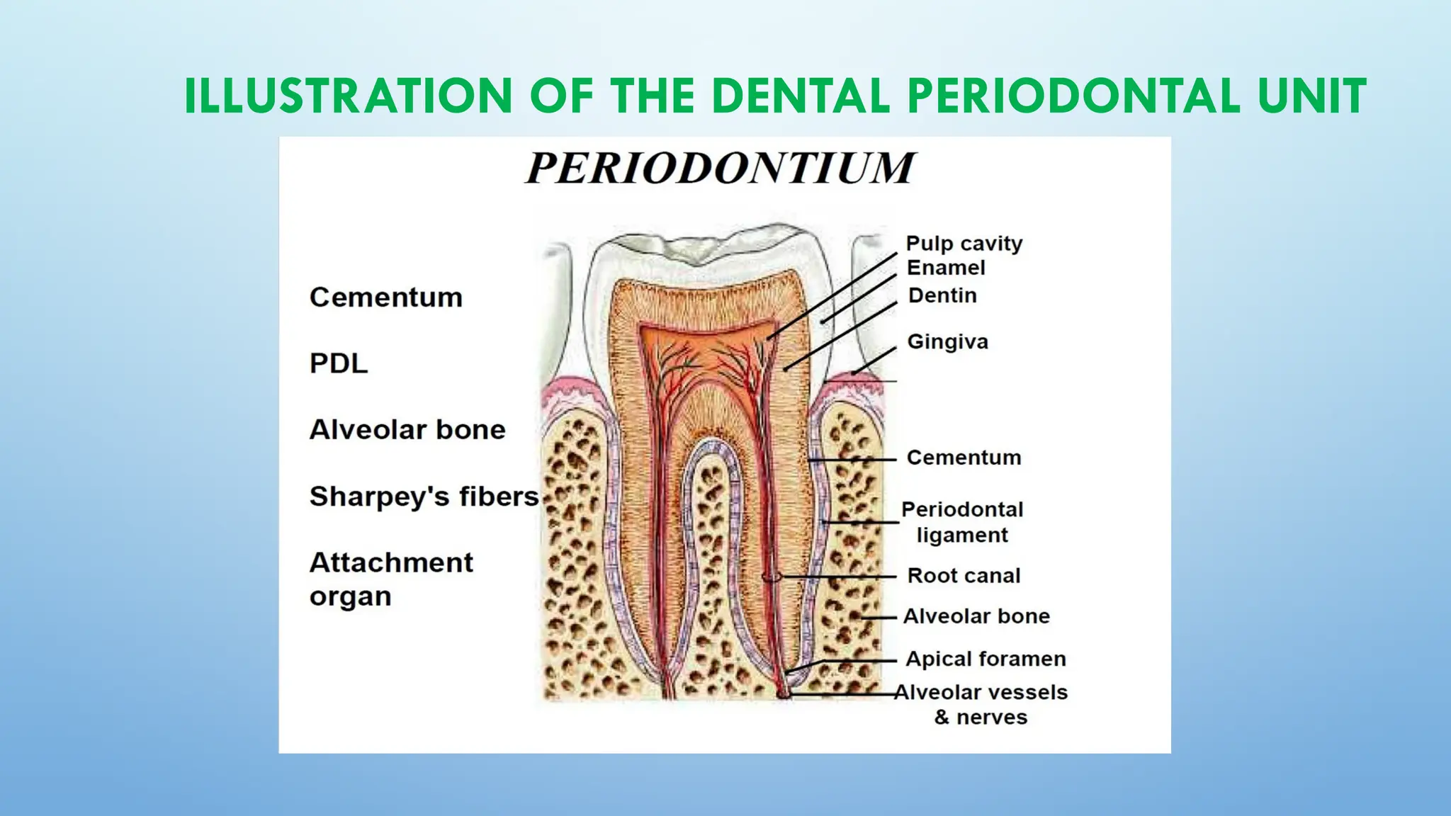 anatomy and development of periodontal tissues.pptx
