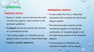 anatomy and development of periodontal tissues.pptx