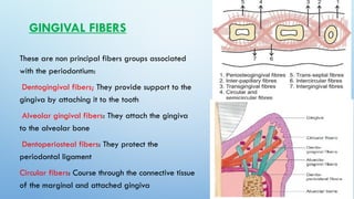 anatomy and development of periodontal tissues.pptx