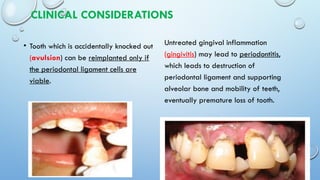anatomy and development of periodontal tissues.pptx