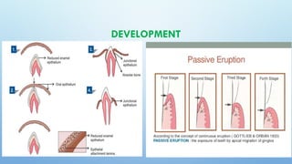 anatomy and development of periodontal tissues.pptx