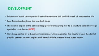anatomy and development of periodontal tissues.pptx