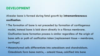 anatomy and development of periodontal tissues.pptx