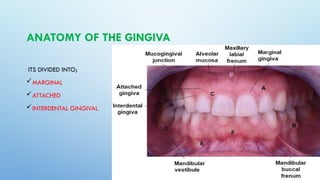 anatomy and development of periodontal tissues.pptx