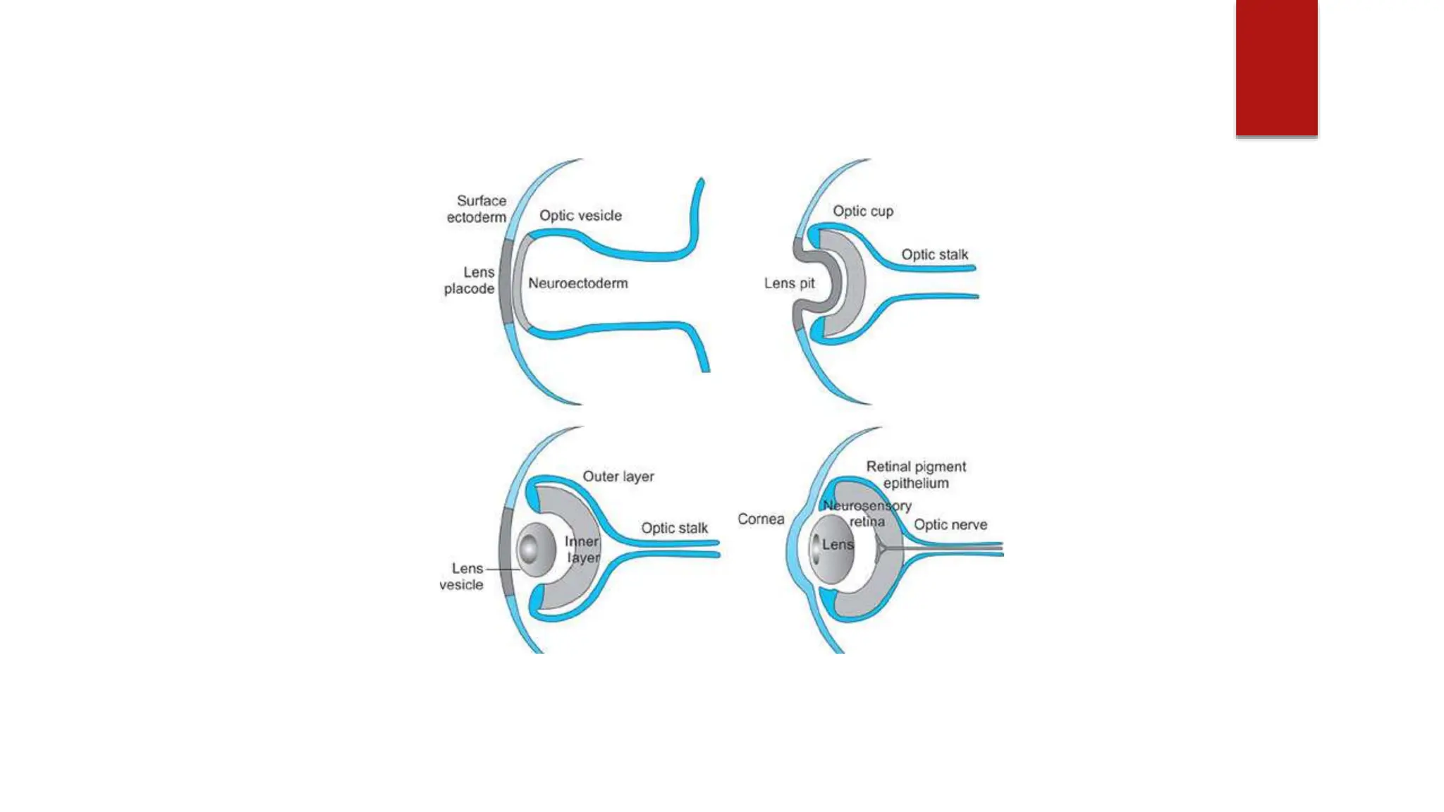 ANATOMY AND DEVELOPMENT OF THE HUMAN EYE. | PPTX
