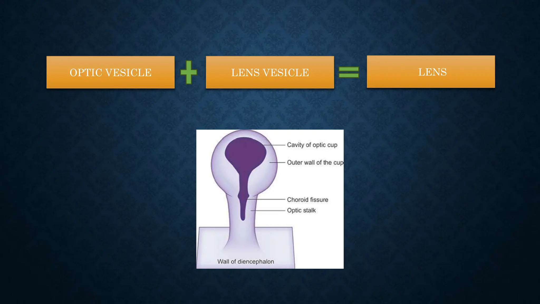 ANATOMY AND DEVELOPMENT OF THE HUMAN EYE. | PPTX