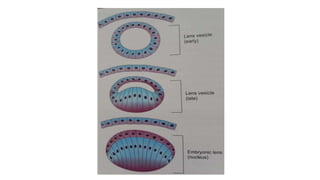 ANATOMY AND DEVELOPMENT OF THE HUMAN EYE. | PPT