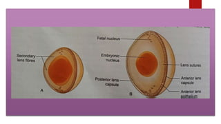 ANATOMY AND DEVELOPMENT OF THE HUMAN EYE. | PPT