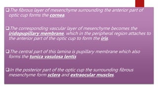 ANATOMY AND DEVELOPMENT OF THE HUMAN EYE. | PPTX