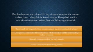 ANATOMY AND DEVELOPMENT OF THE HUMAN EYE. | PPT