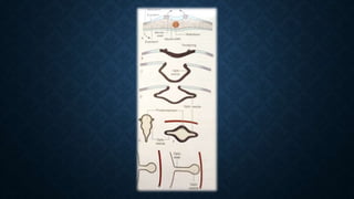 ANATOMY AND DEVELOPMENT OF THE HUMAN EYE. | PPT