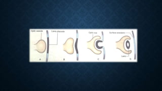 ANATOMY AND DEVELOPMENT OF THE HUMAN EYE. | PPT