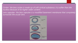 ANATOMY AND DEVELOPMENT OF THE HUMAN EYE. | PPT