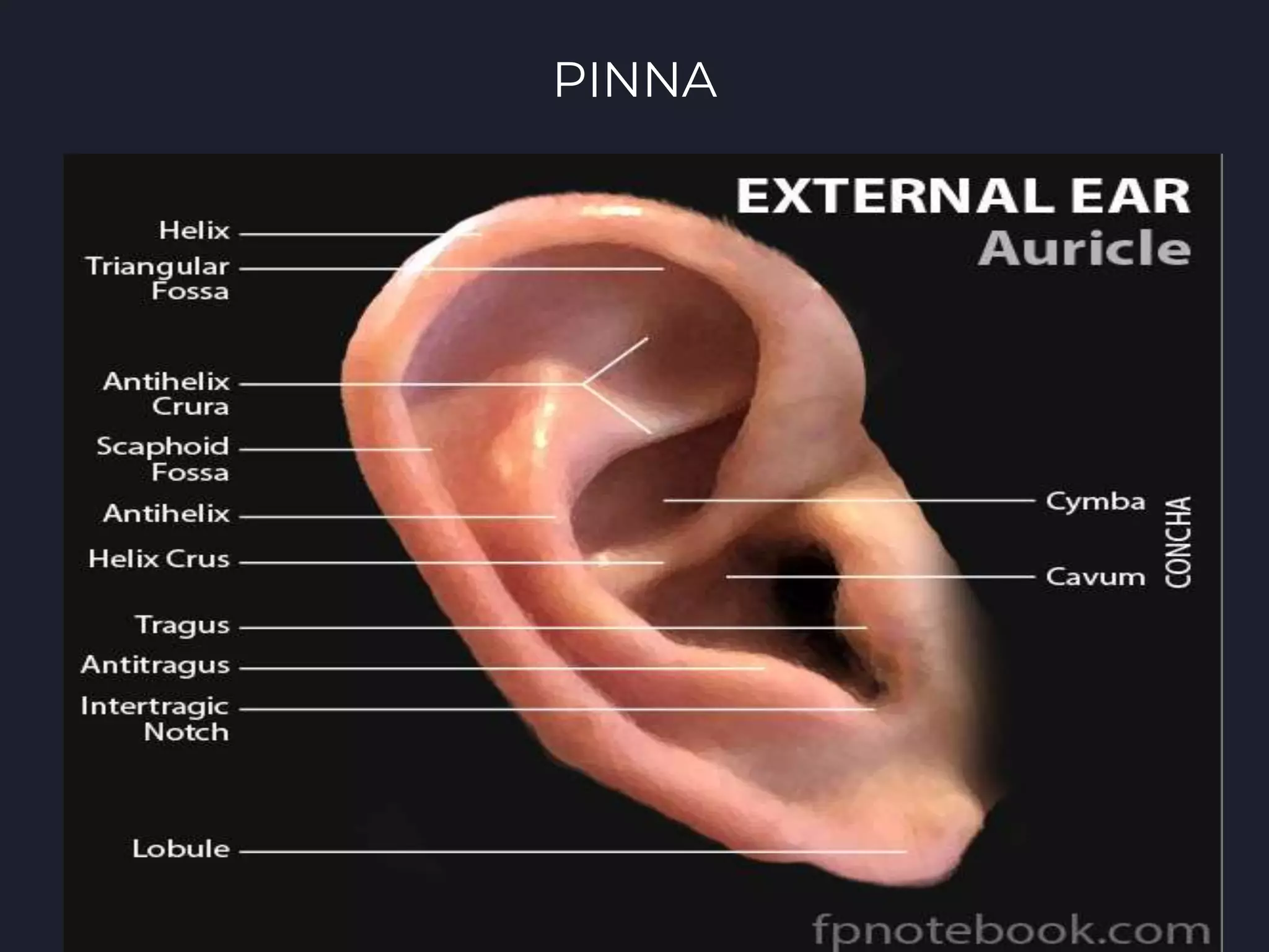 anatomy and disease of ext ear.pptx