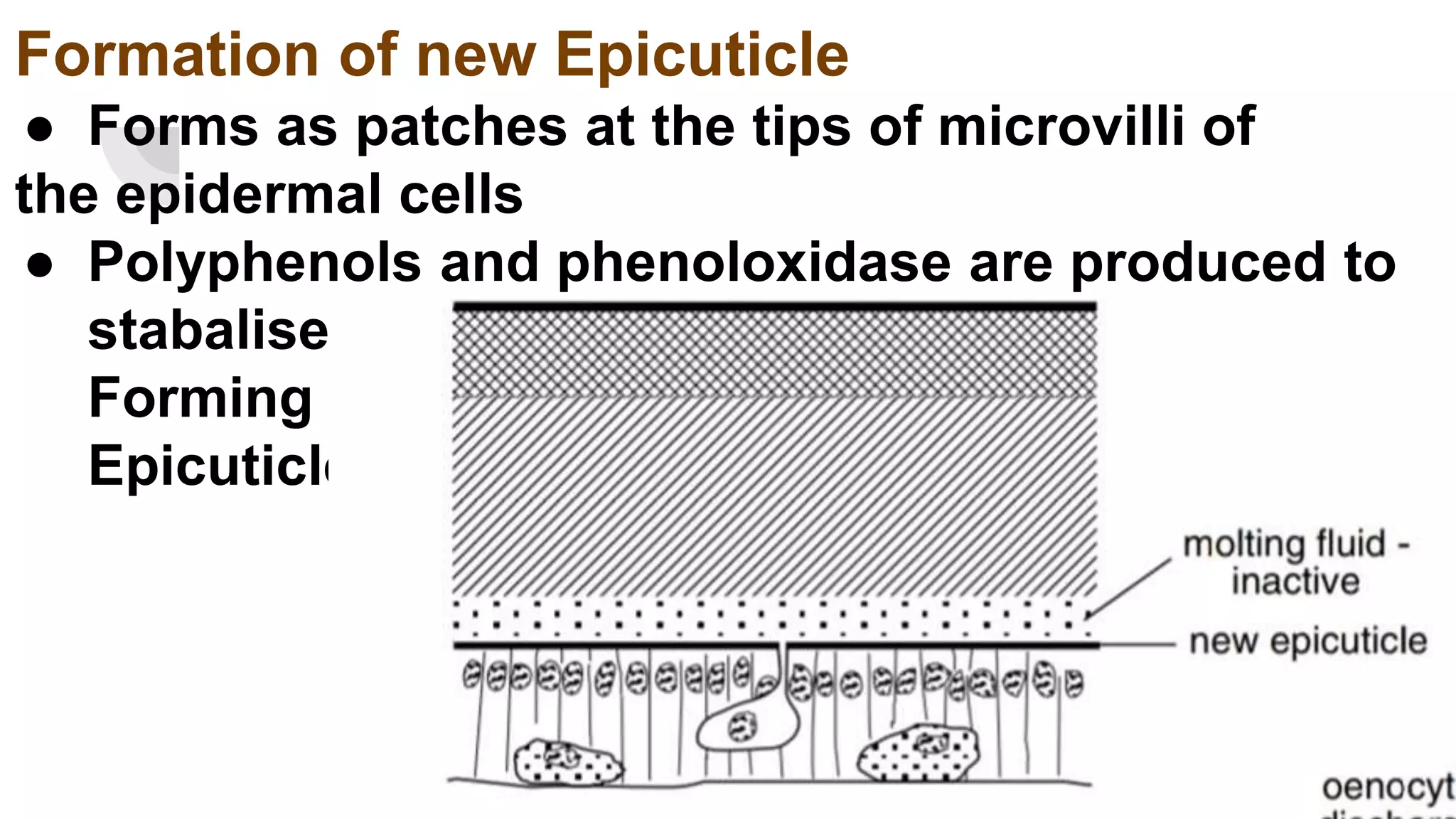 Anatomy and elementary physiology of integumentry systems of insects | PPTX