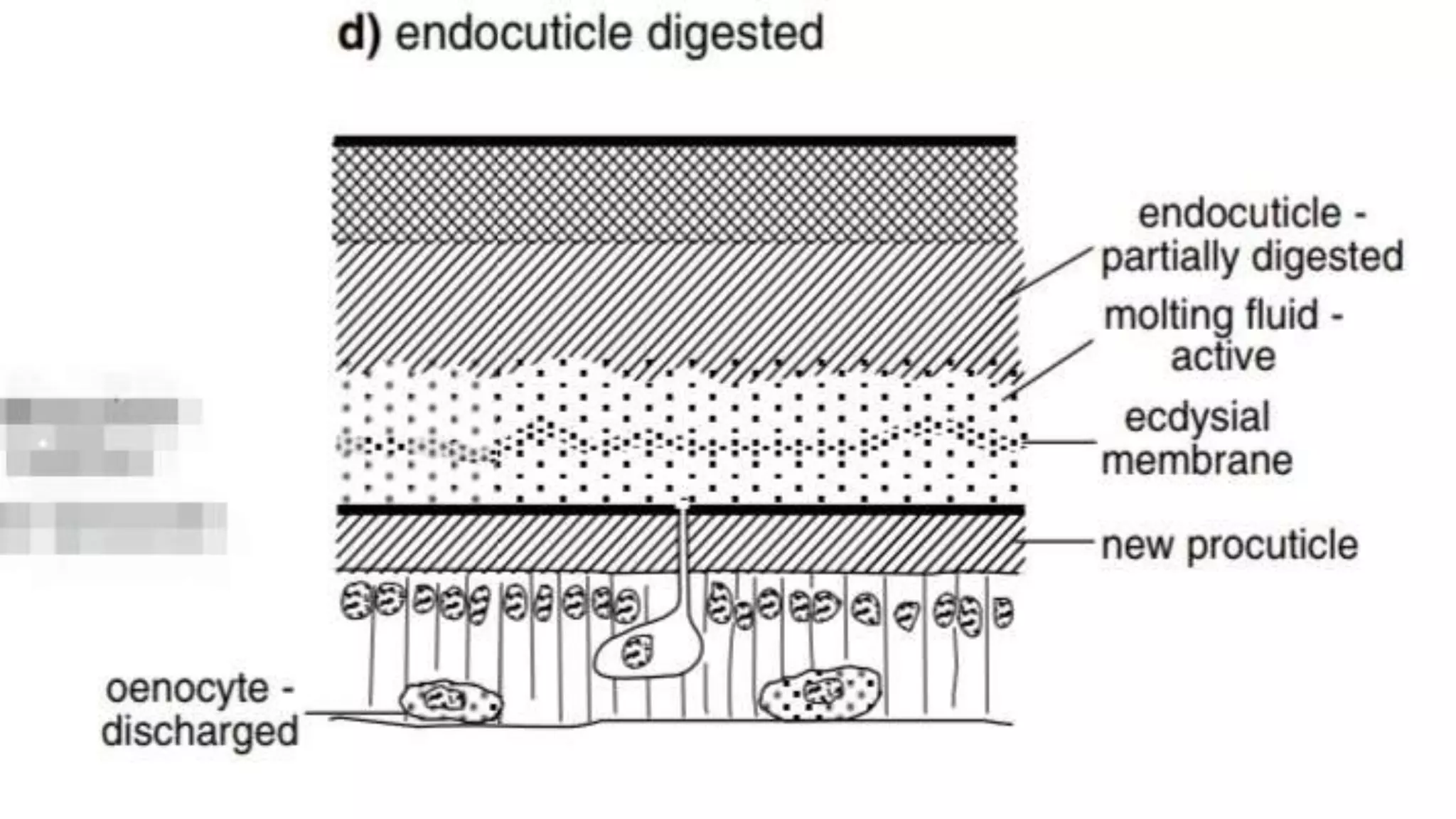 Anatomy and elementary physiology of integumentry systems of insects | PPTX