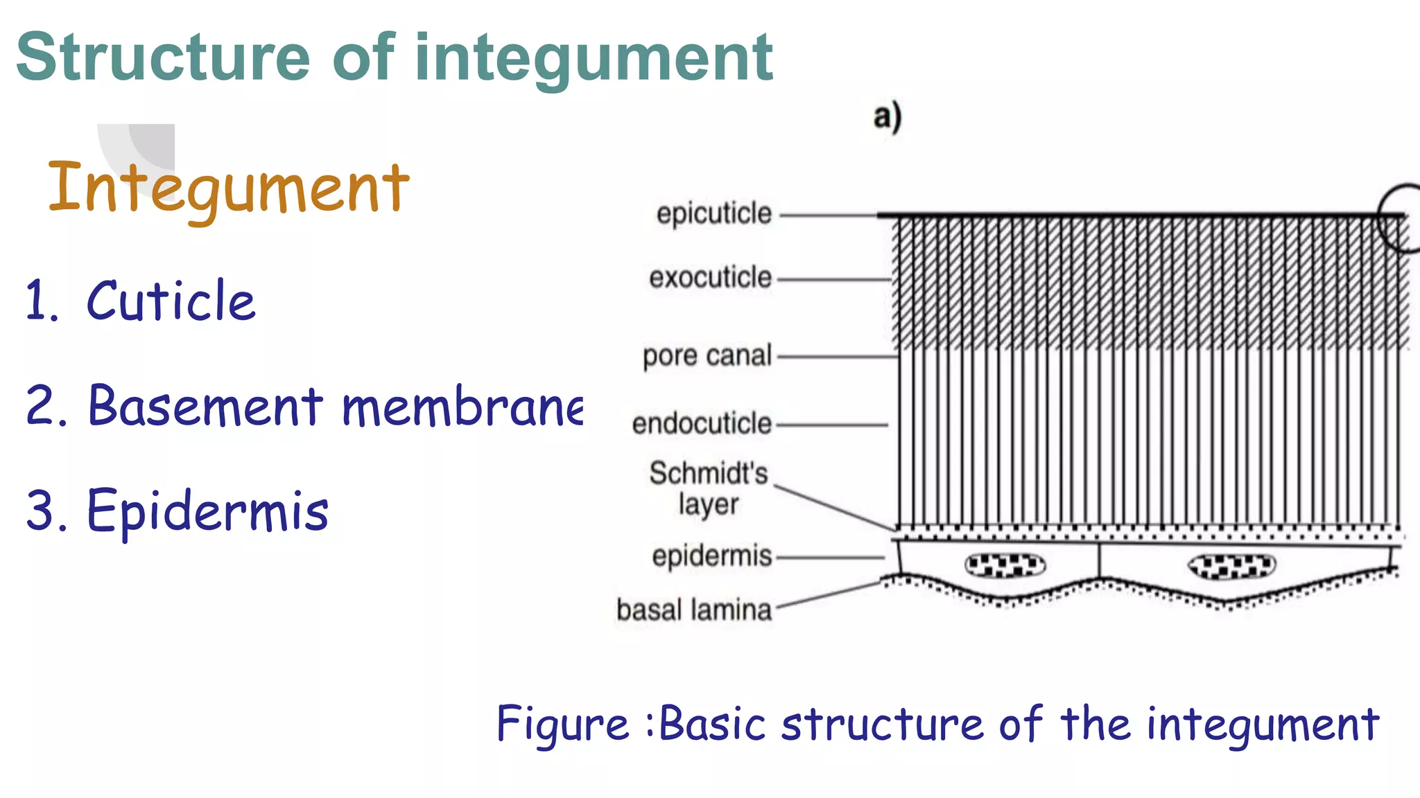 Anatomy and elementary physiology of integumentry systems of insects | PPTX