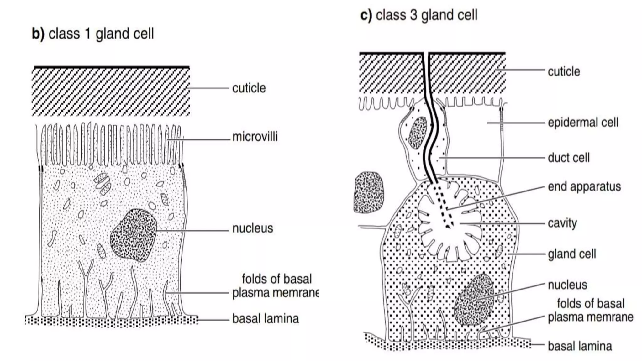 Anatomy and elementary physiology of integumentry systems of insects | PPTX