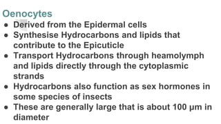 Anatomy and elementary physiology of integumentry systems of insects | PPTX