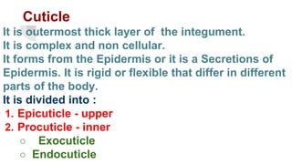 Anatomy and elementary physiology of integumentry systems of insects | PPTX