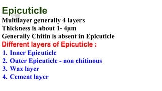 Anatomy and elementary physiology of integumentry systems of insects | PPTX