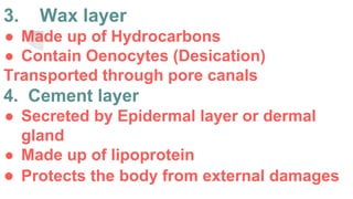 Anatomy and elementary physiology of integumentry systems of insects | PPTX