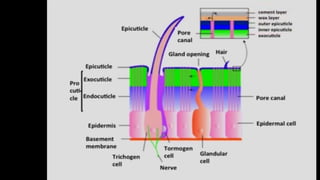 Anatomy and elementary physiology of integumentry systems of insects | PPTX