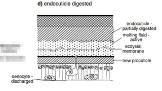 Anatomy and elementary physiology of integumentry systems of insects | PPTX