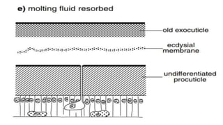 Anatomy and elementary physiology of integumentry systems of insects | PPTX