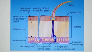 Anatomy and elementary physiology of integumentry systems of insects | PPTX