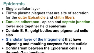 Anatomy and elementary physiology of integumentry systems of insects | PPTX