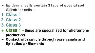 Anatomy and elementary physiology of integumentry systems of insects | PPTX