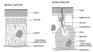 Anatomy and elementary physiology of integumentry systems of insects | PPTX