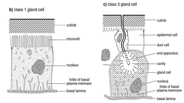 Anatomy and elementary physiology of integumentry systems of insects | PPTX