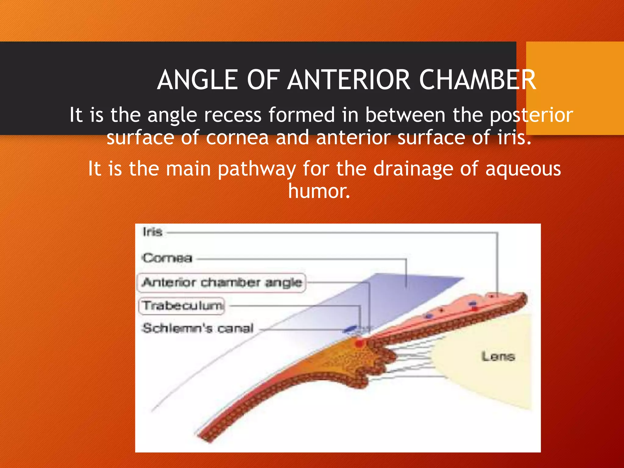 Anatomy and embryology of anterior chamber angle ppt new | PPTX