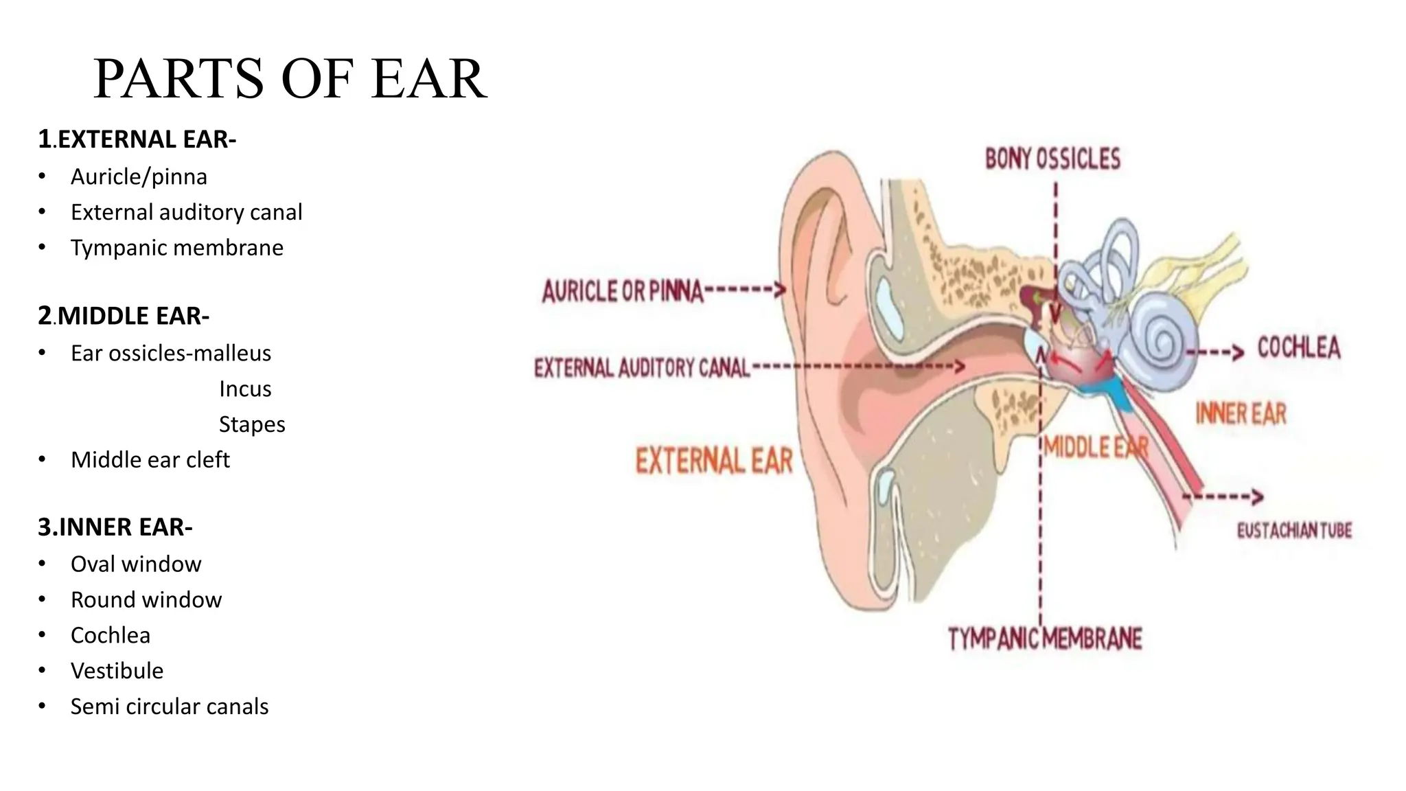 Anatomy and Embryology of External Ear.pptx