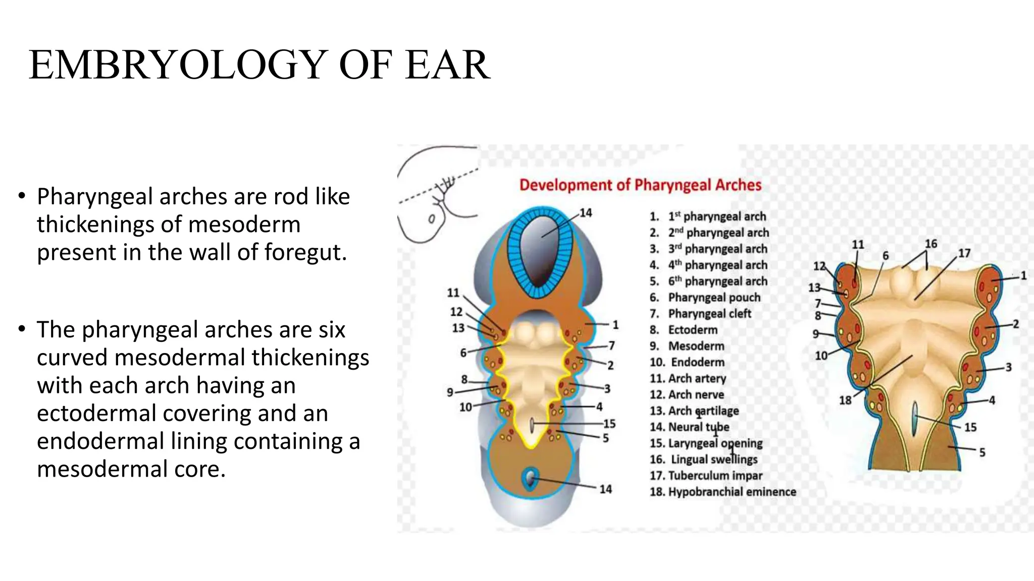 Anatomy and Embryology of External Ear.pptx