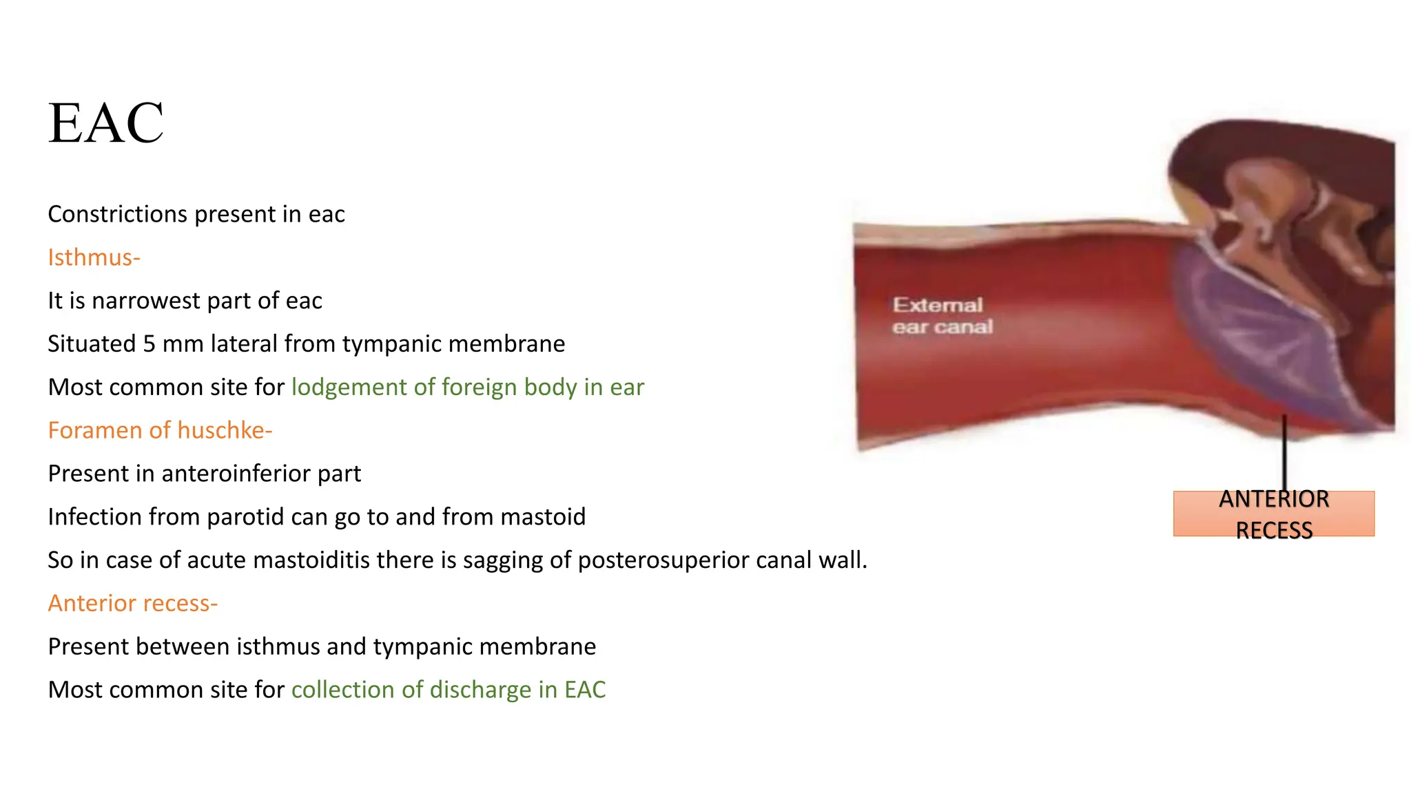 Anatomy and Embryology of External Ear.pptx