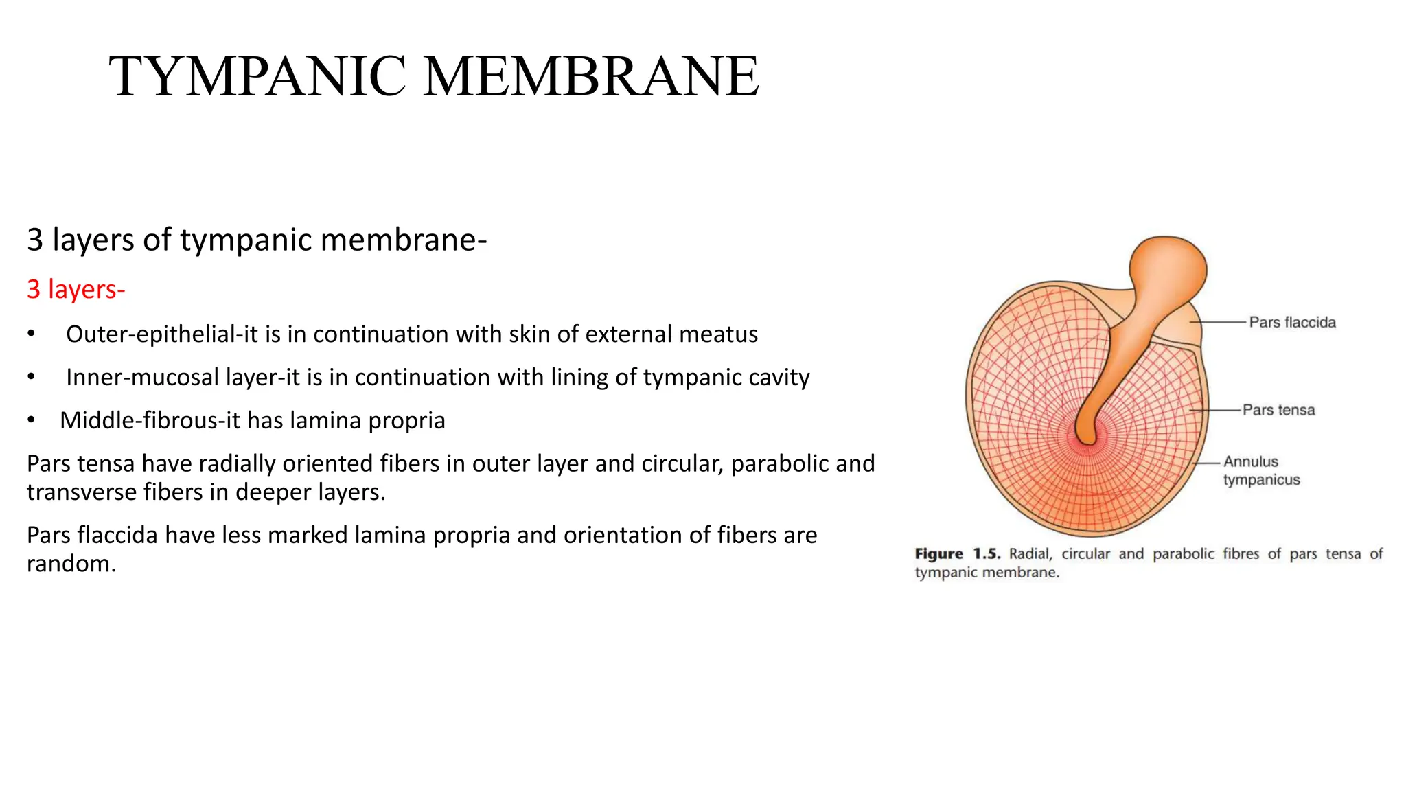 Anatomy and Embryology of External Ear.pptx