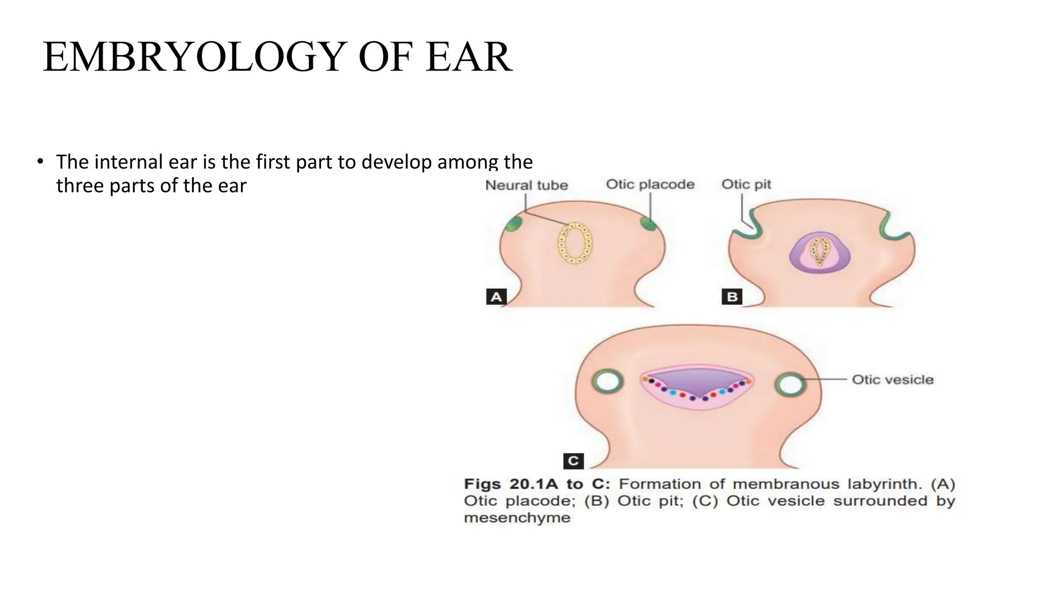 Anatomy and Embryology of External Ear.pptx