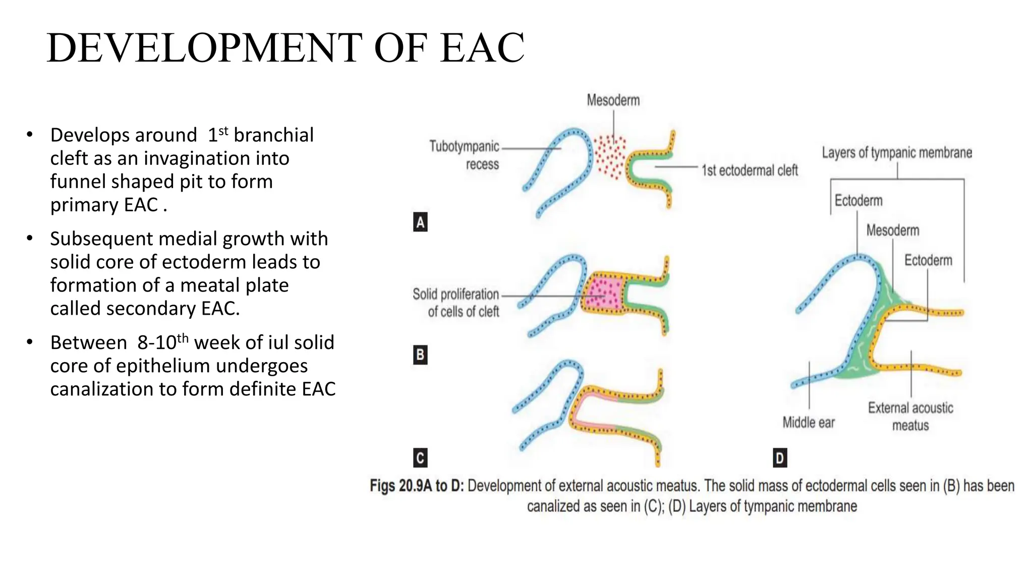 Anatomy and Embryology of External Ear.pptx