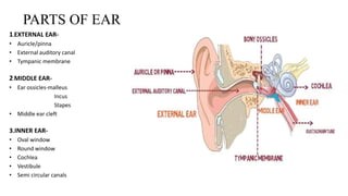 Anatomy and Embryology of External Ear.pptx
