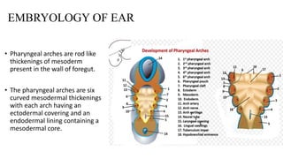 Anatomy and Embryology of External Ear.pptx