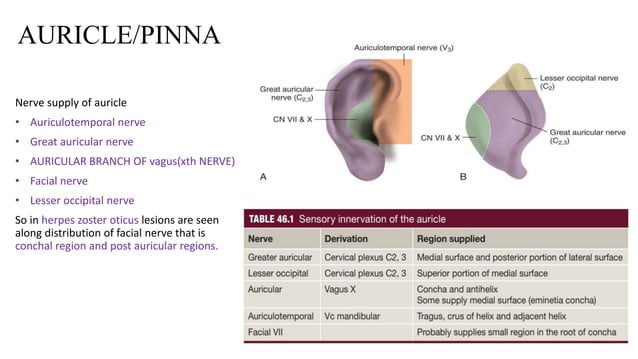 Anatomy and Embryology of External Ear.pptx