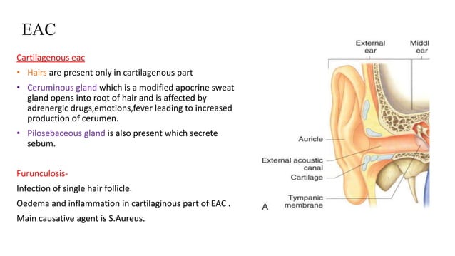 Anatomy and Embryology of External Ear.pptx