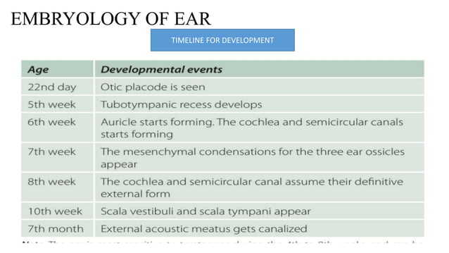 Anatomy and Embryology of External Ear.pptx