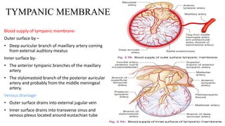 Anatomy and Embryology of External Ear.pptx
