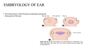 Anatomy and Embryology of External Ear.pptx