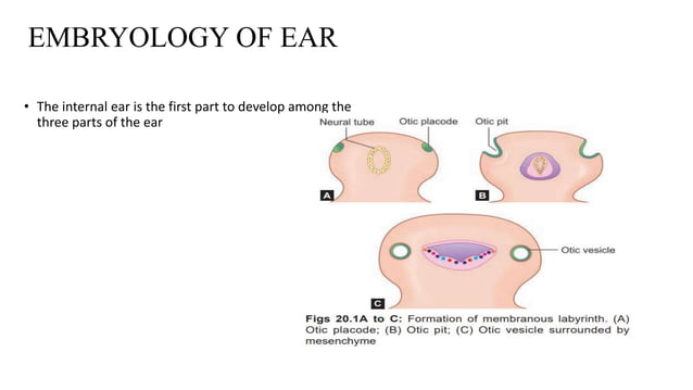 Anatomy and Embryology of External Ear.pptx